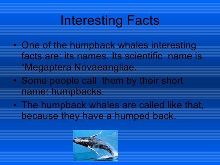 The Amazing Humpback Whales The Amazing Humpback Whales