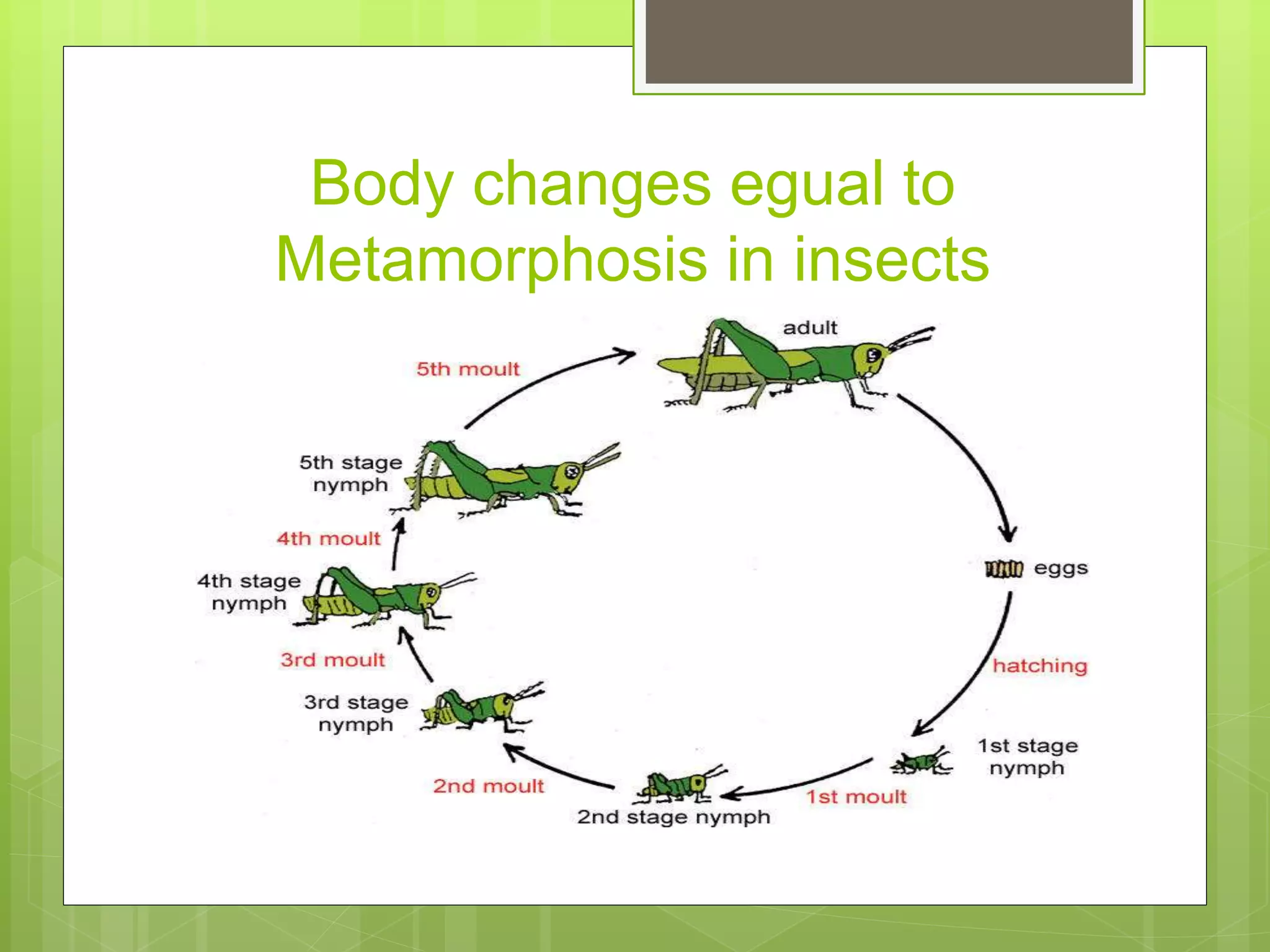 The amazing insects | PPTX