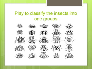 The amazing insects | PPTX