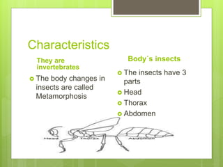 The amazing insects | PPTX