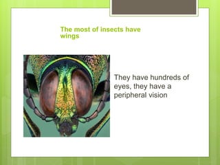 The amazing insects | PPTX