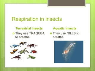 The amazing insects | PPTX