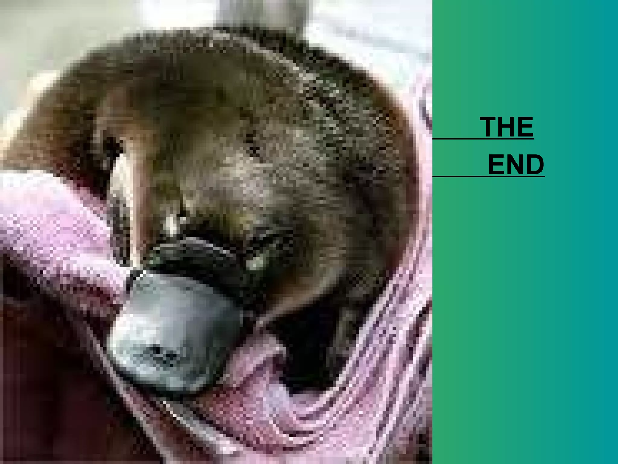The amazing platypus | PPT