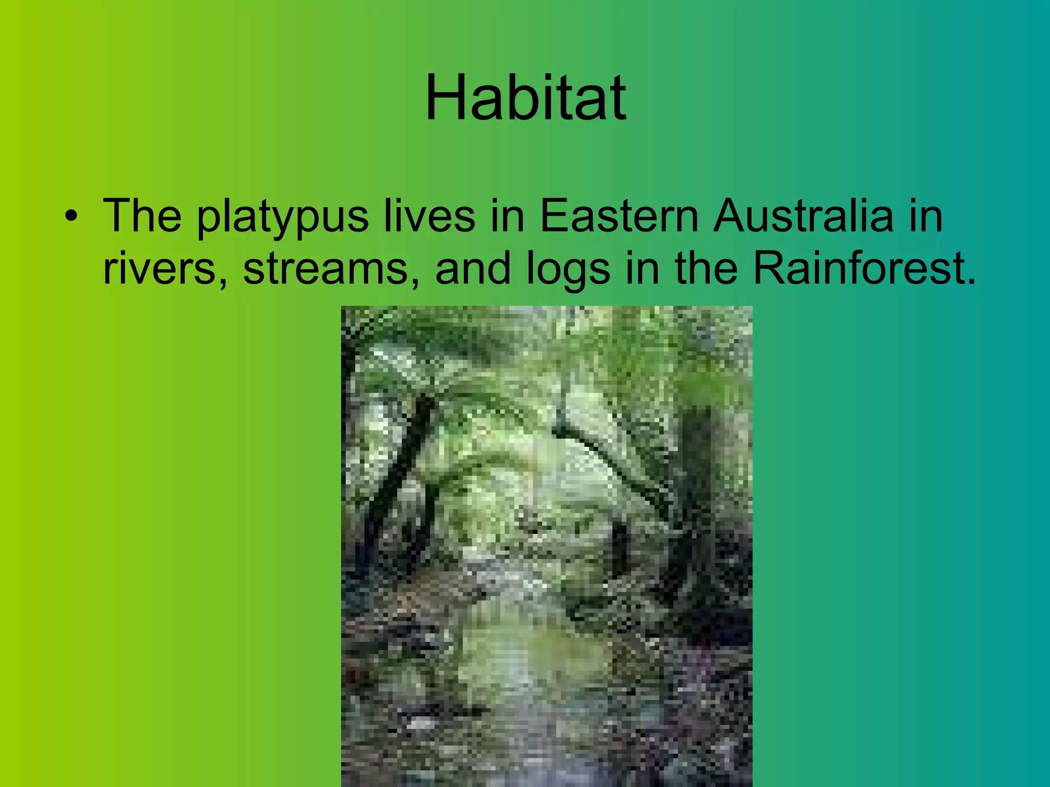 The amazing platypus | PPT