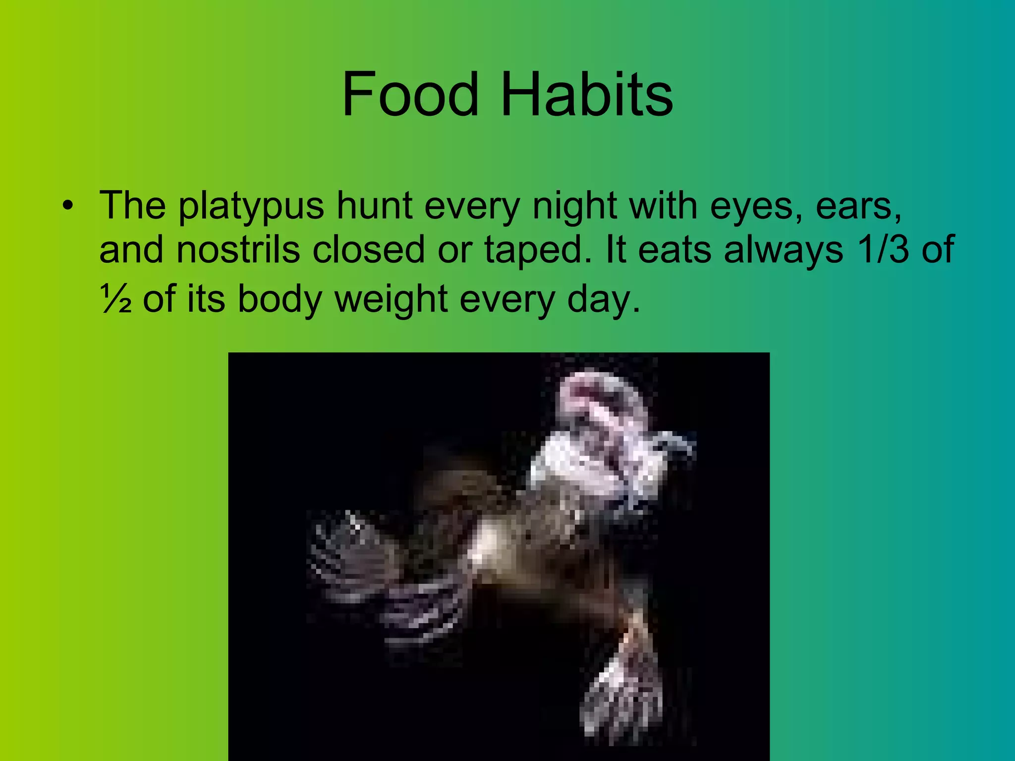 The amazing platypus | PPT | Zoos & Aquariums | Attractions