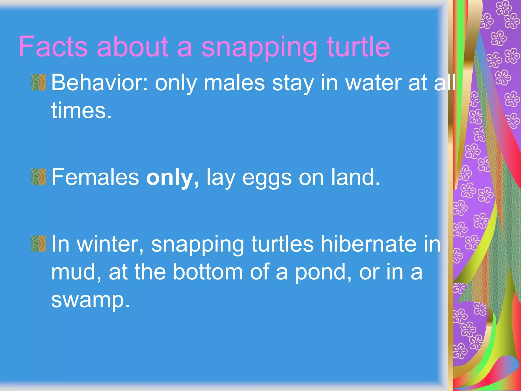 The amazing turtles!! | PPT