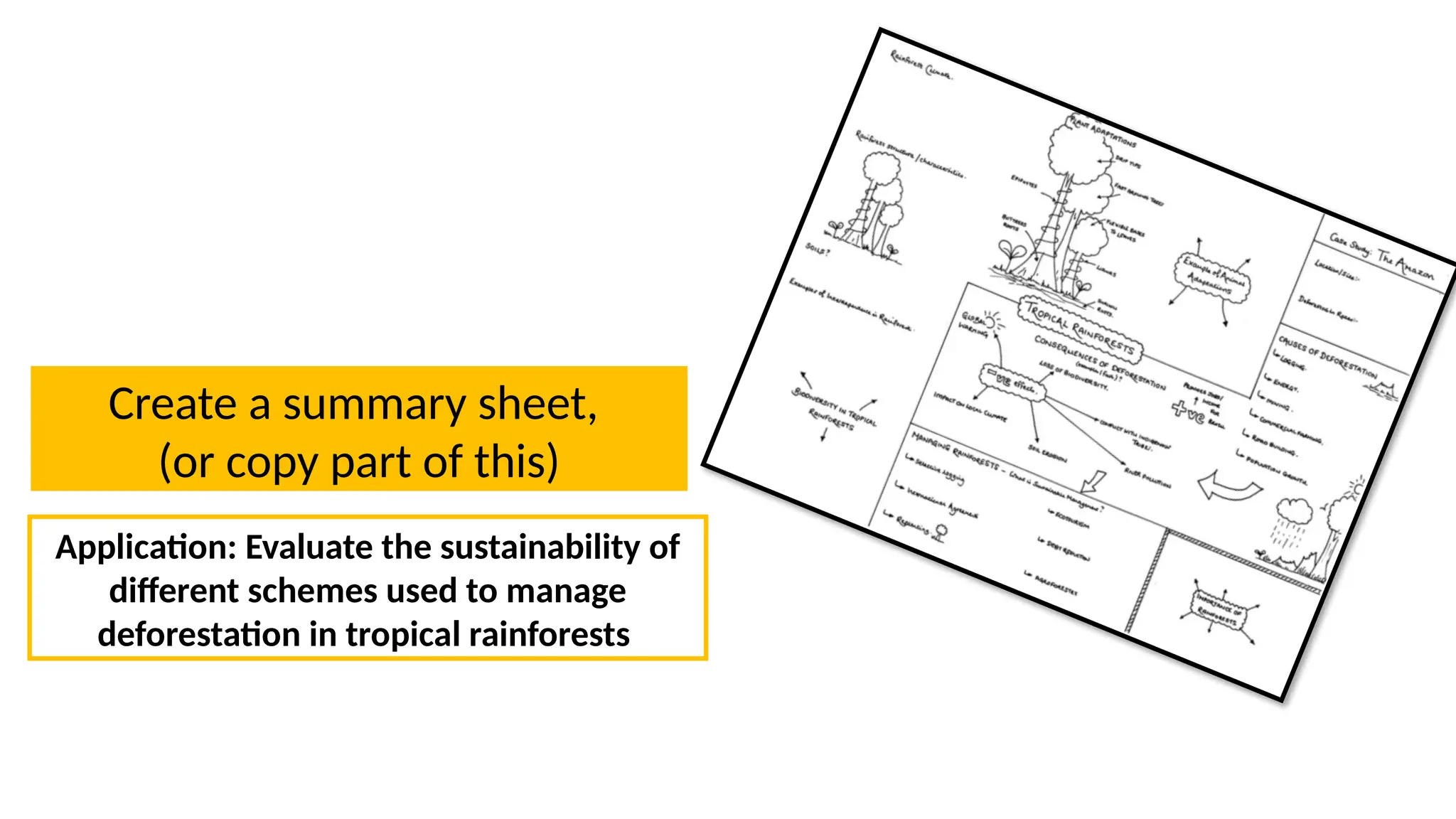 The AMazon causes of deforestation and effects.pptx