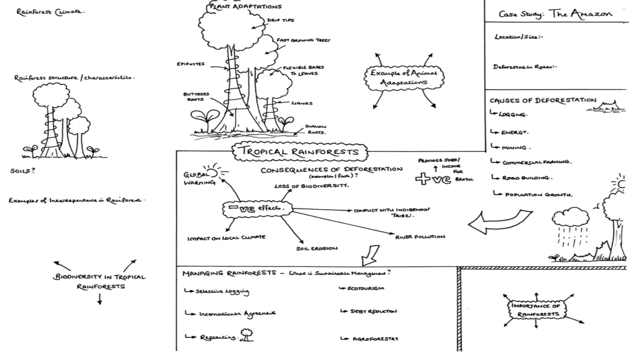The AMazon causes of deforestation and effects.pptx