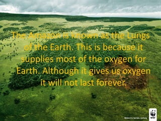The Amazon Rainforest | PPTX