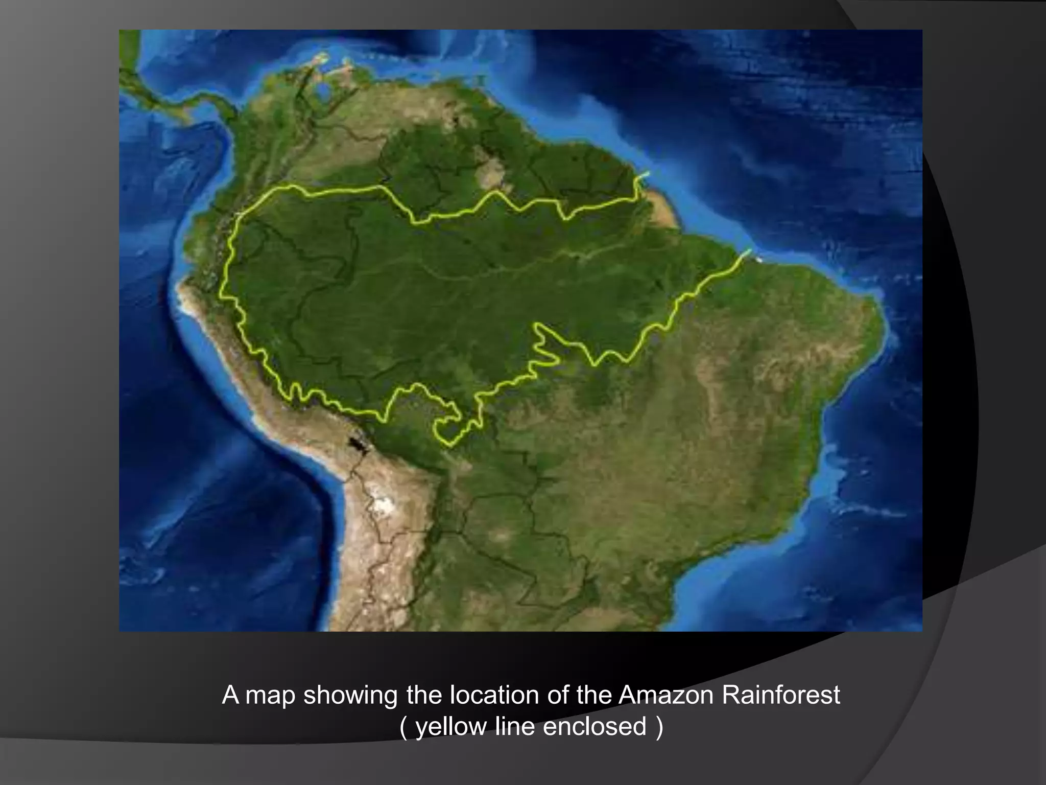 The amazon rainforest | PPTX