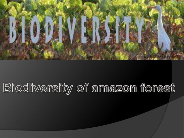 The amazon rainforest | PPTX