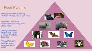 Rainforest Food Pyramid