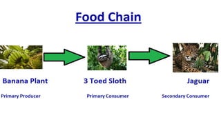 Amazon Jungle Food Chain