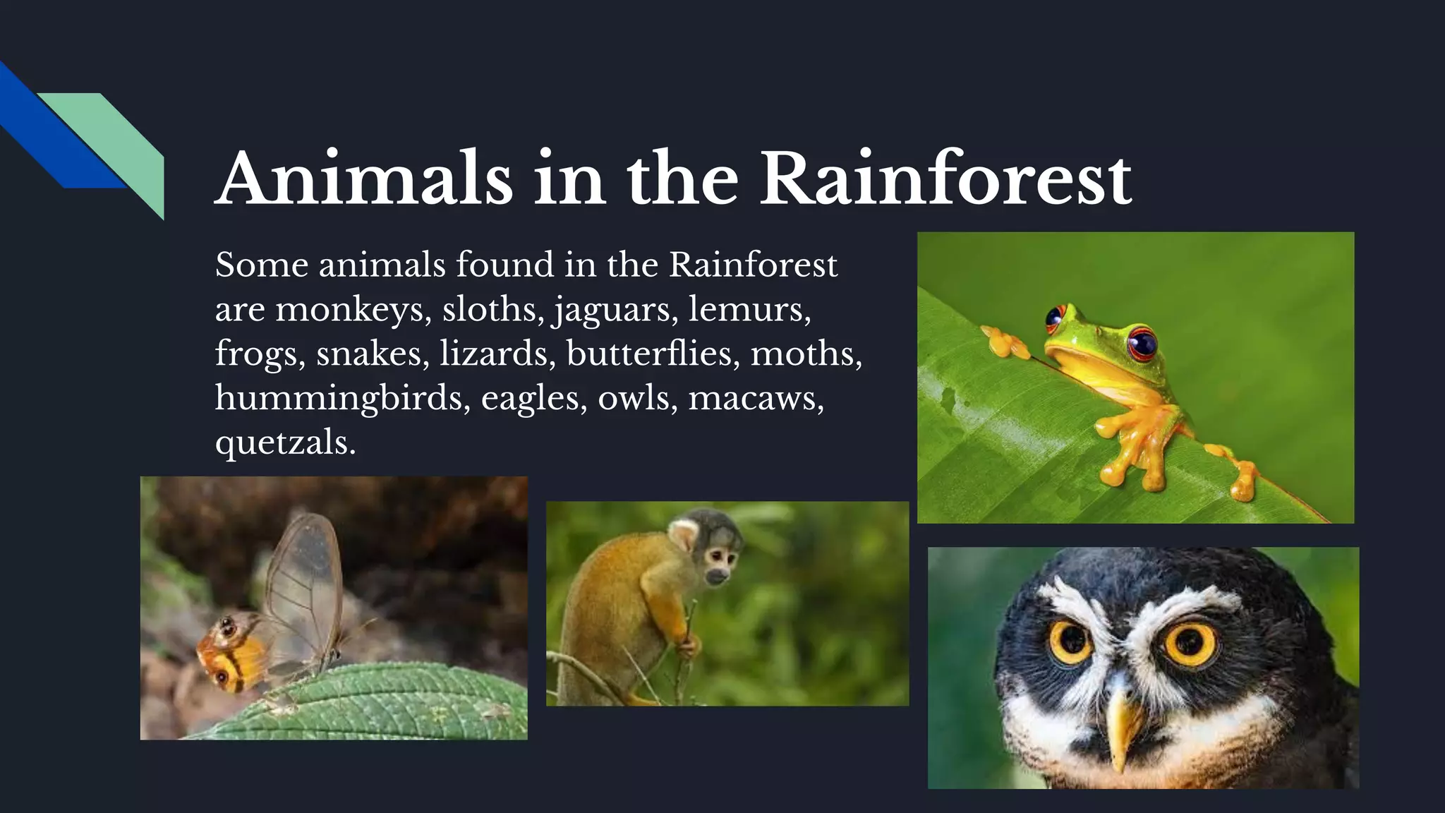 The Amazon Rainforest | PDF