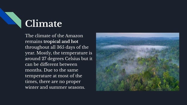 The Amazon Rainforest | PDF