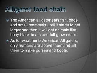 The american alligator | PPTX
