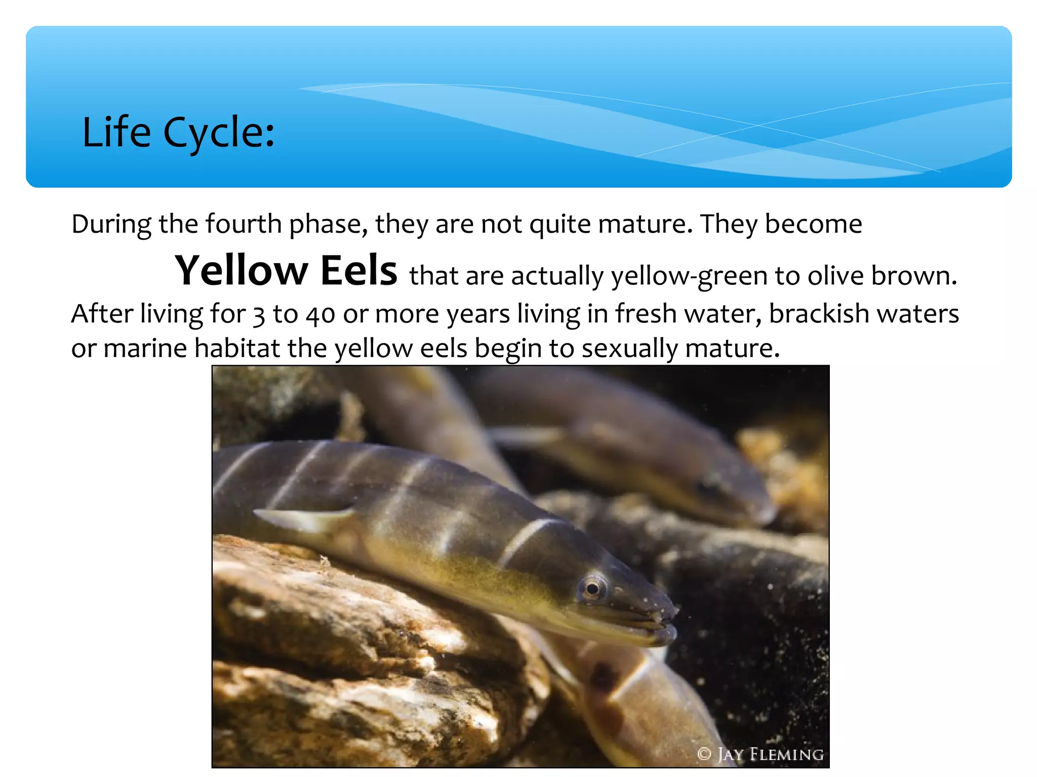 The american eel | PPT
