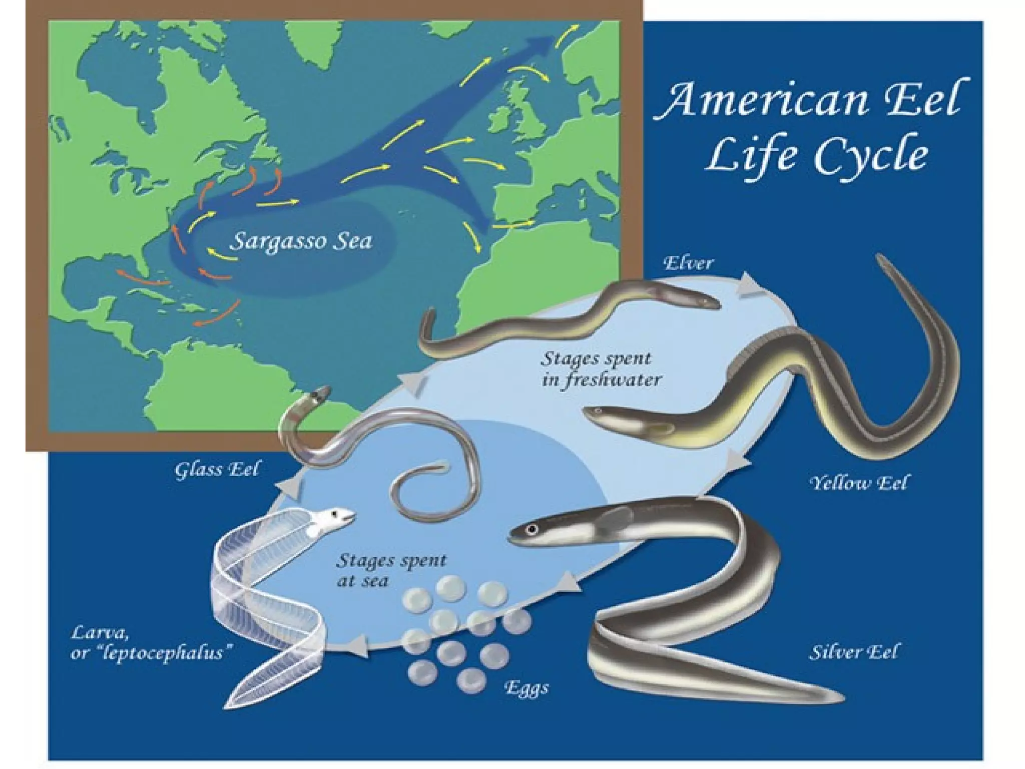 The american eel | PPT