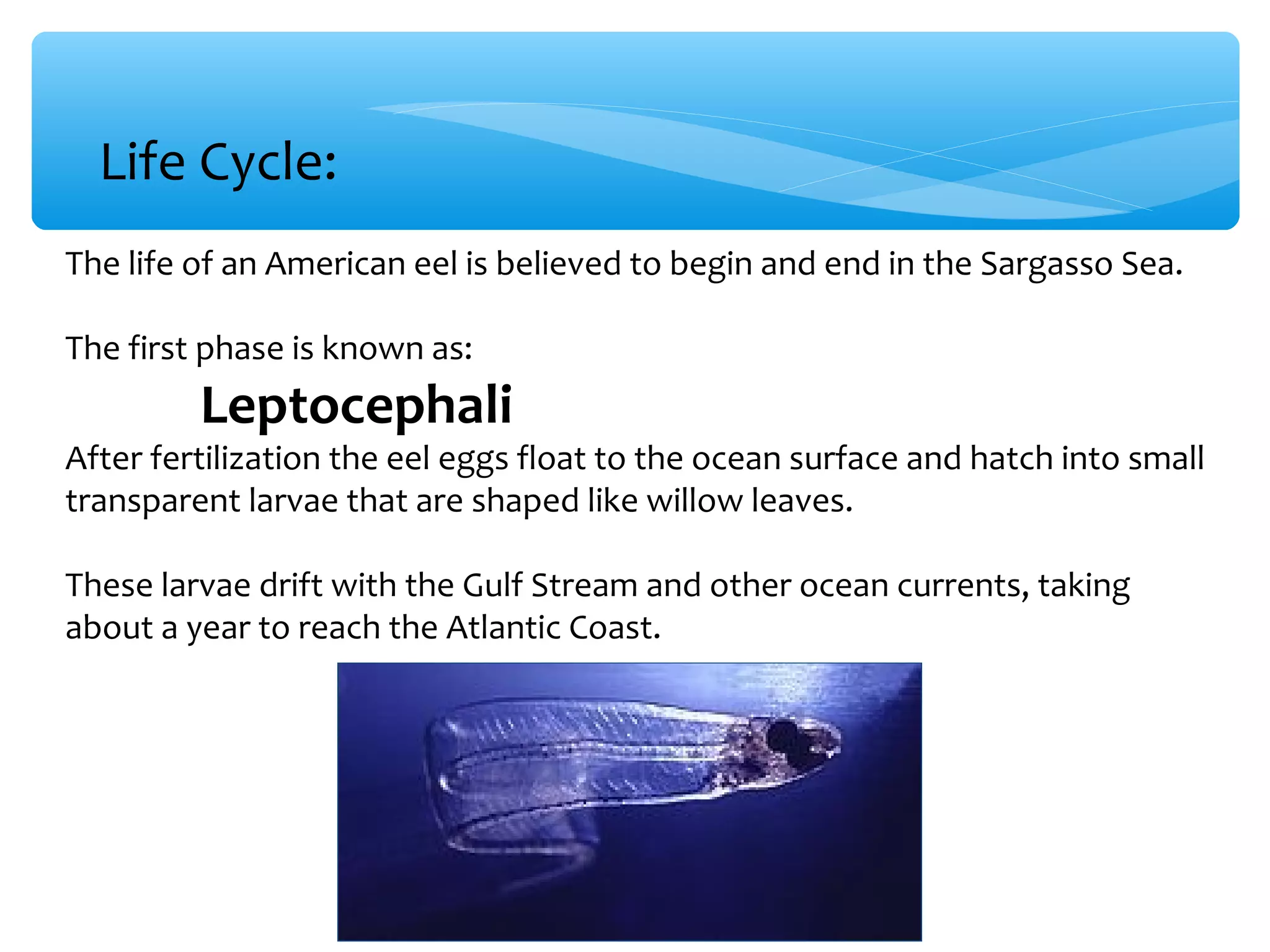 The american eel | PPT