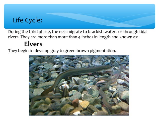 The american eel | PPT | Zoos & Aquariums | Attractions