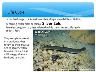 The american eel | PPT