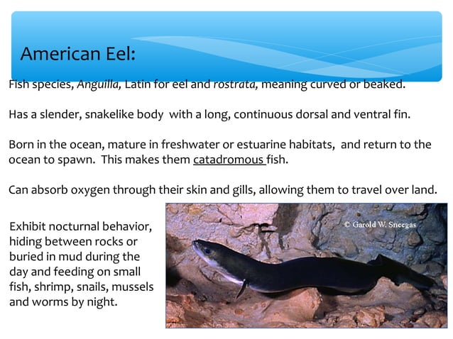 The american eel | PPT | Zoos & Aquariums | Attractions