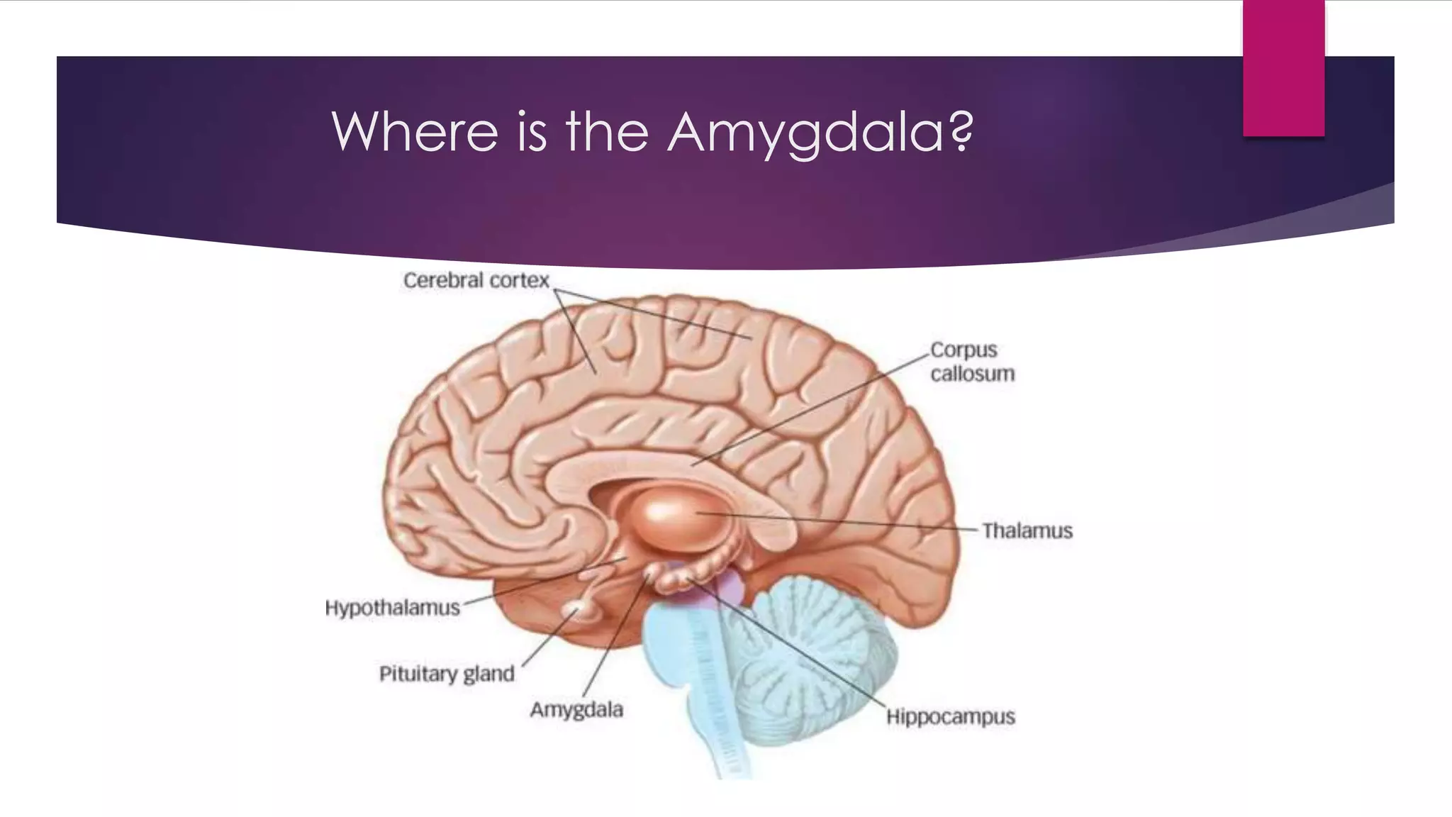 The Amgdala: Using the Body to Control Emotion | PPTX