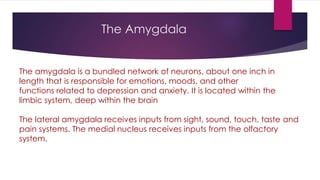 The Amgdala: Using the Body to Control Emotion | PPTX