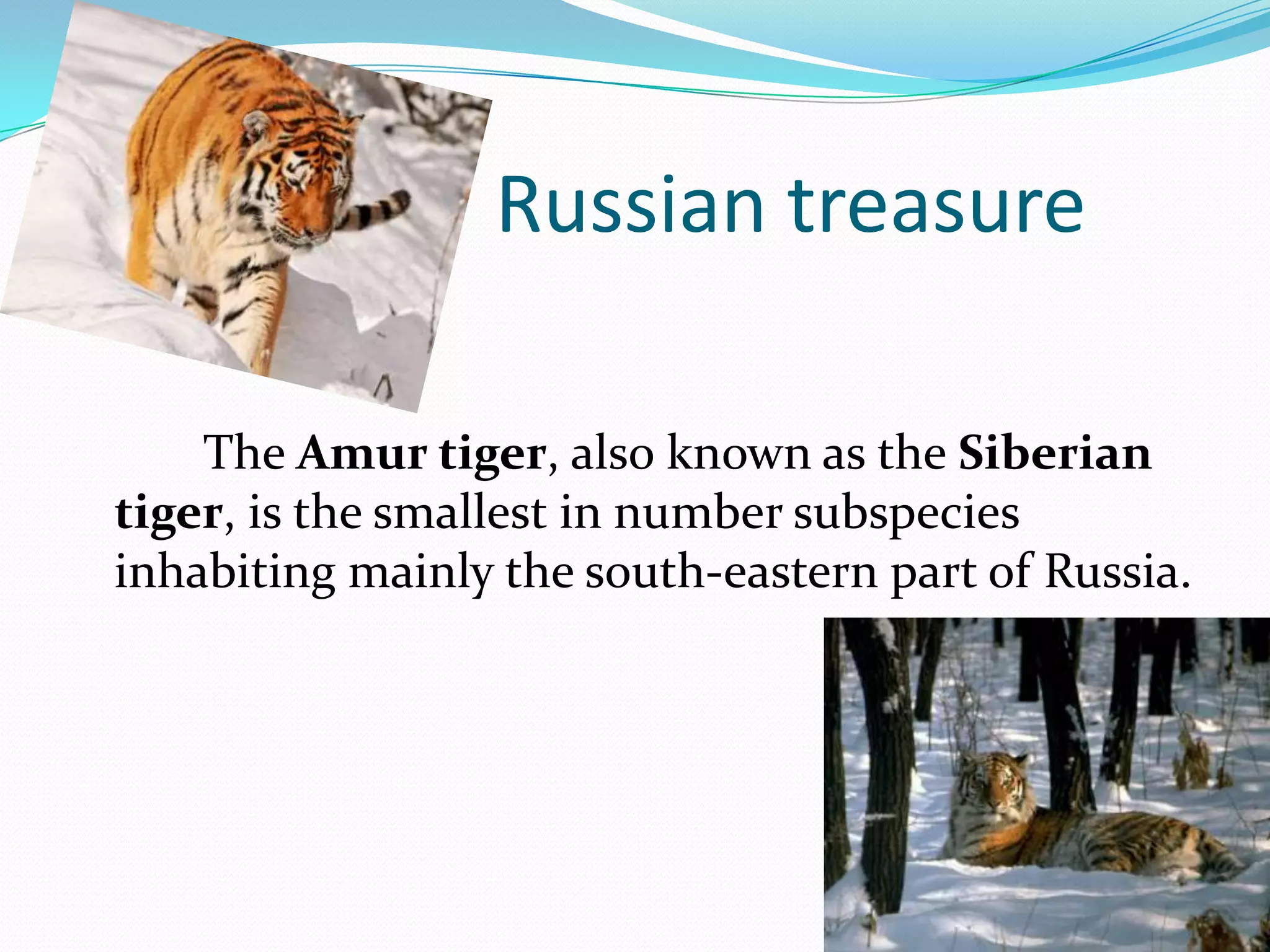 The Amur Tiger | PPTX