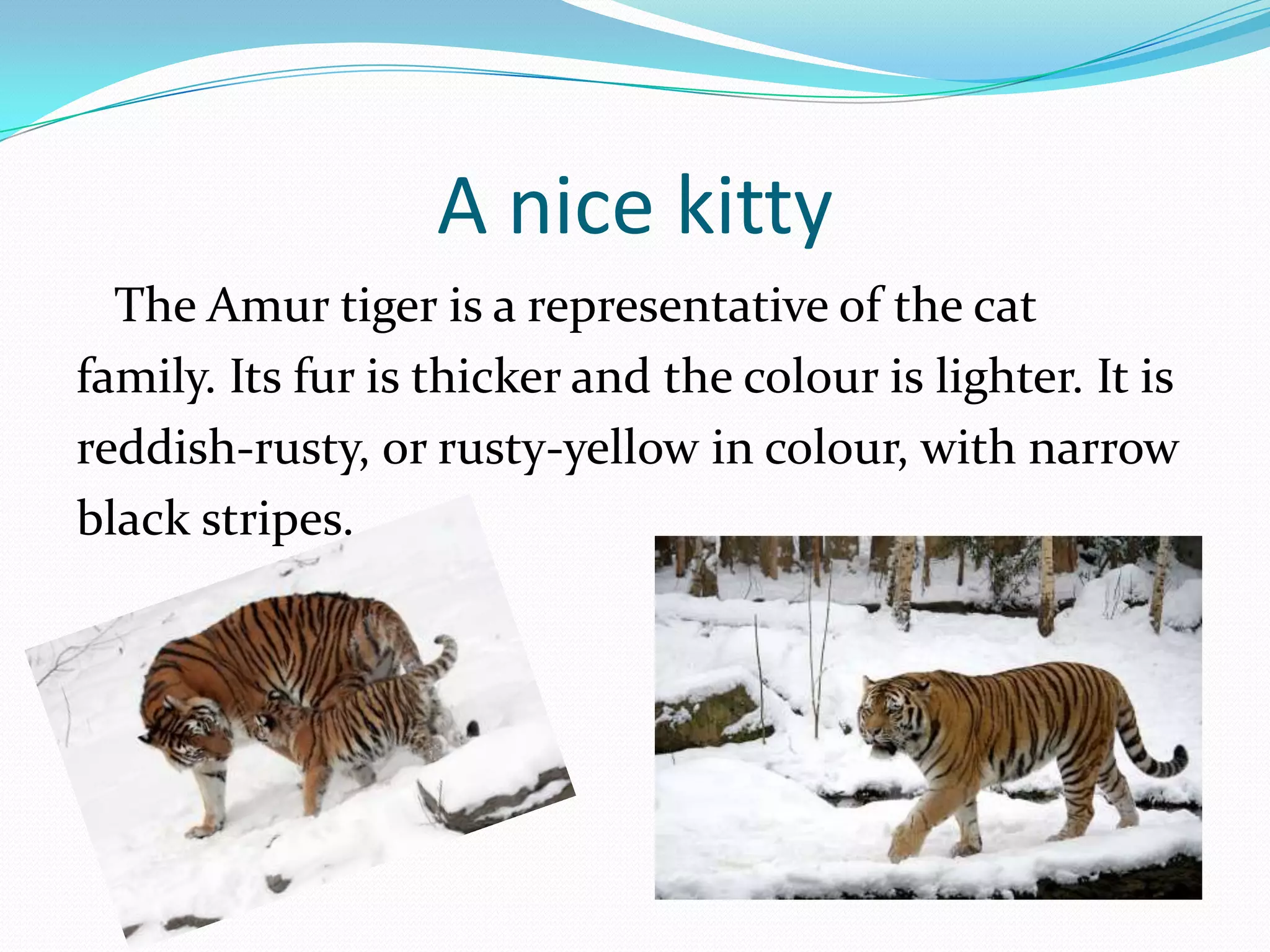 The Amur Tiger | PPTX