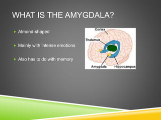 The amygdala by keiffer policarpio and shannon youse | PPTX