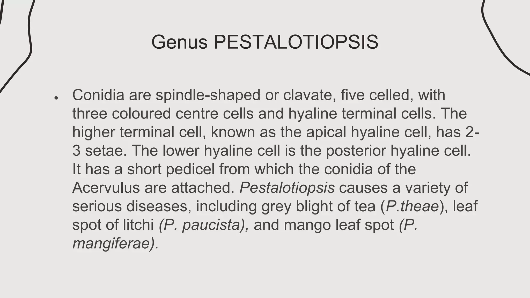 The Anamorphic Fungi.pptx