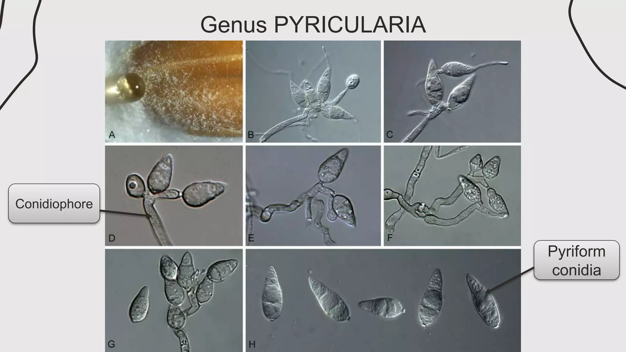 The Anamorphic Fungi.pptx