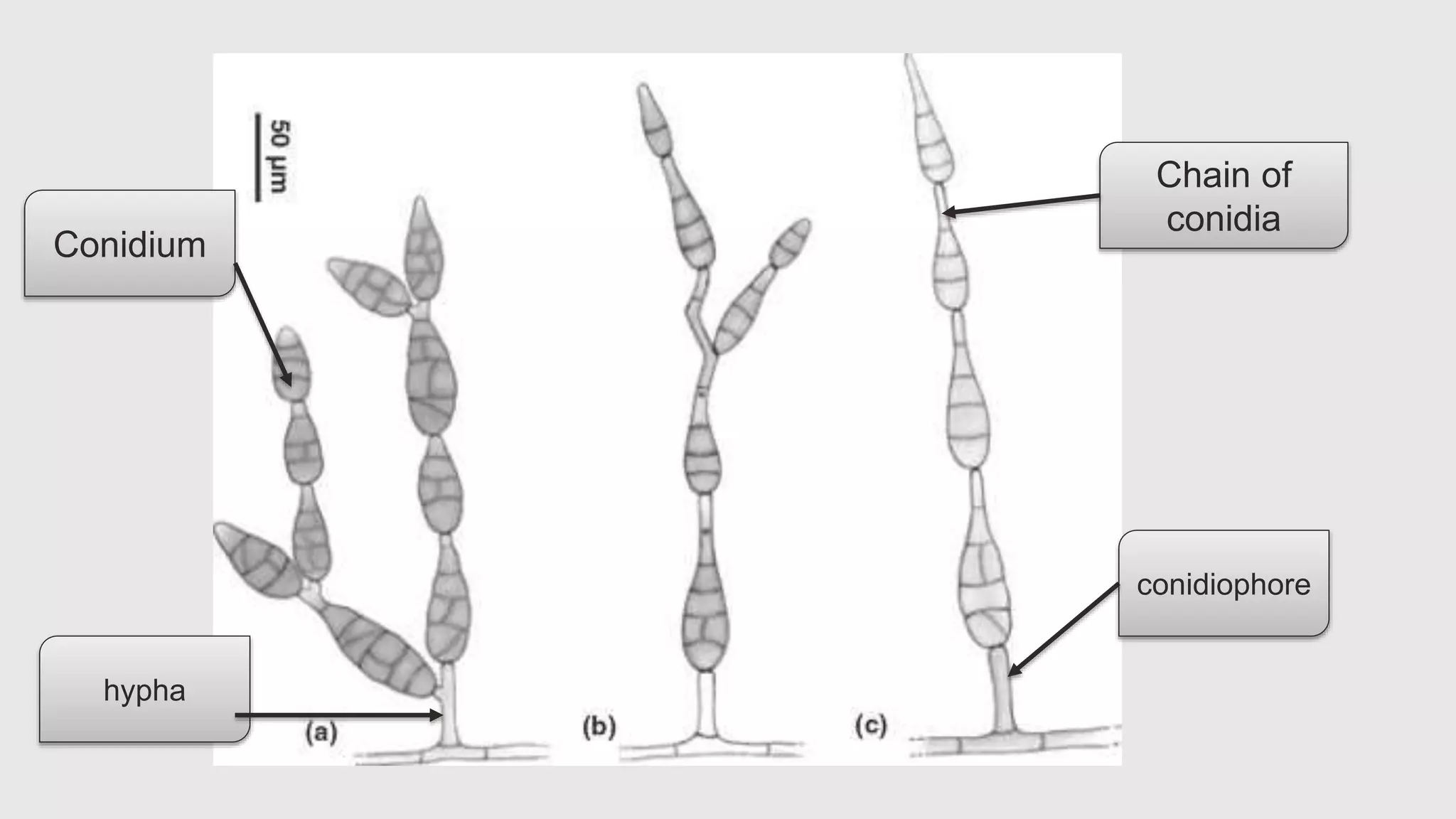 The Anamorphic Fungi.pptx