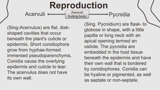 The Anamorphic Fungi.pptx