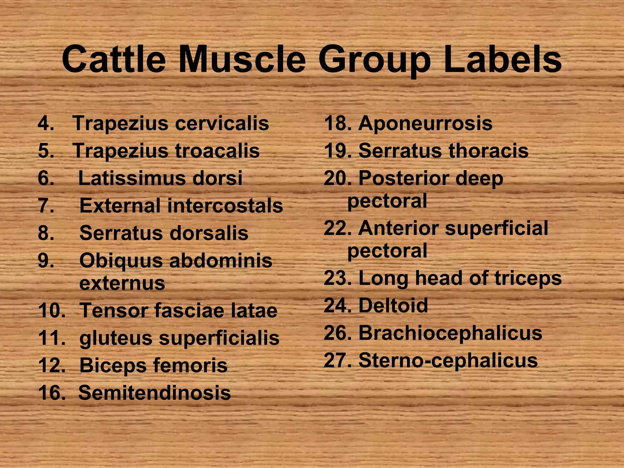 The Anatomy and Physiology of Muscular System.ppt