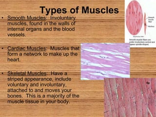 The Anatomy and Physiology of Muscular System.ppt