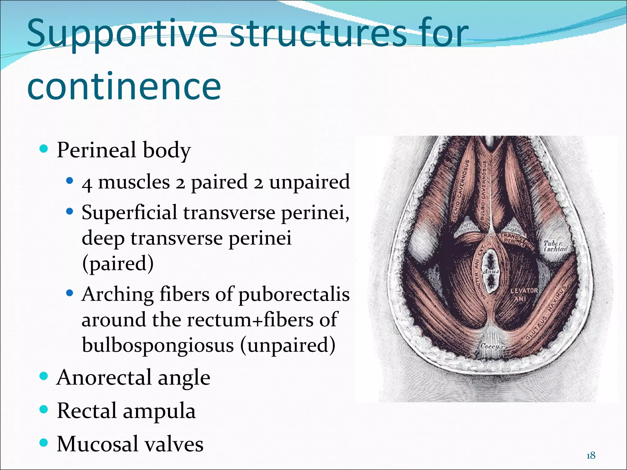 The anatomy and physiology of normal anorectum | PPT