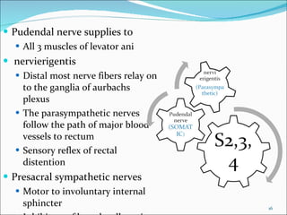 The anatomy and physiology of normal anorectum | PPT