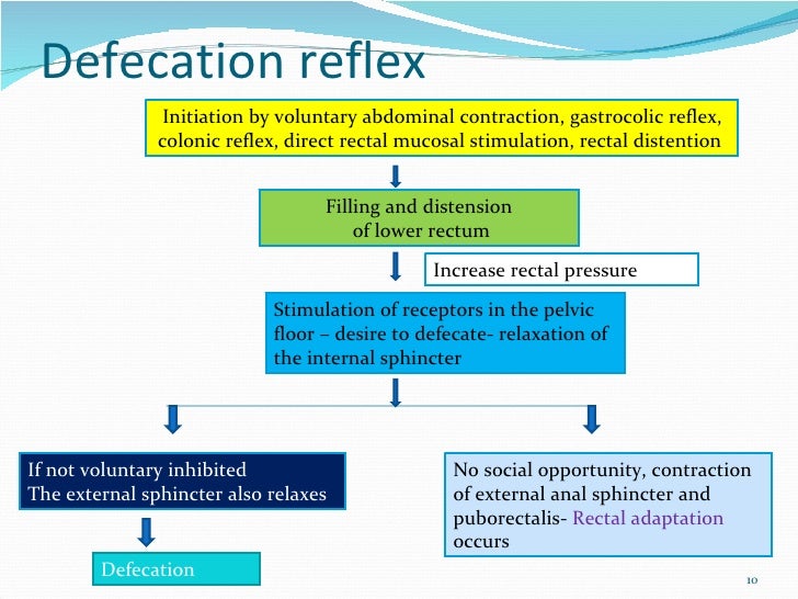 Defecation Anatomy