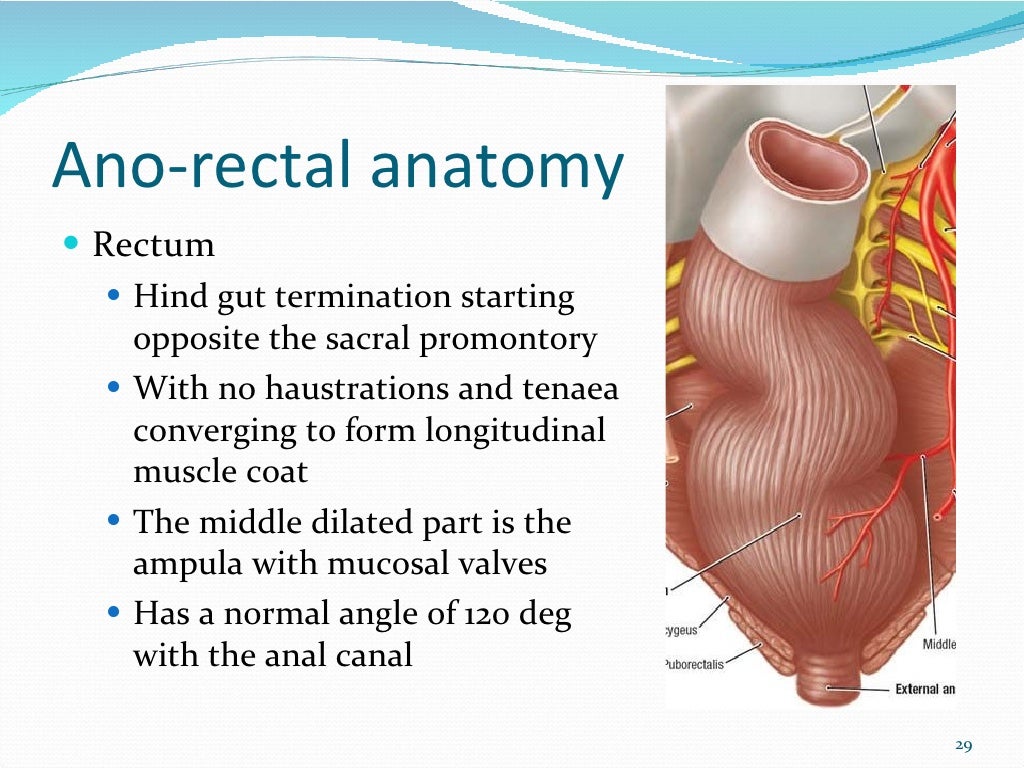 The anatomy and physiology of normal anorectum