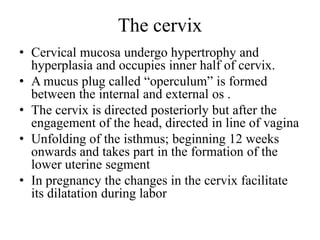 The anatomy and physiology of pregnancy by chikwala.pptx
