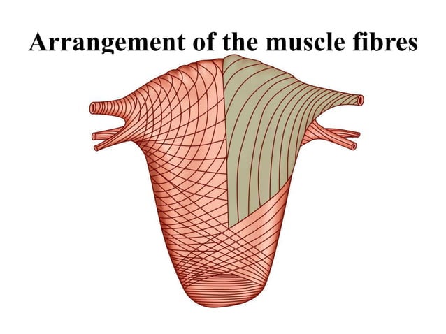 The anatomy and physiology of pregnancy by chikwala.pptx | Pregnancy ...