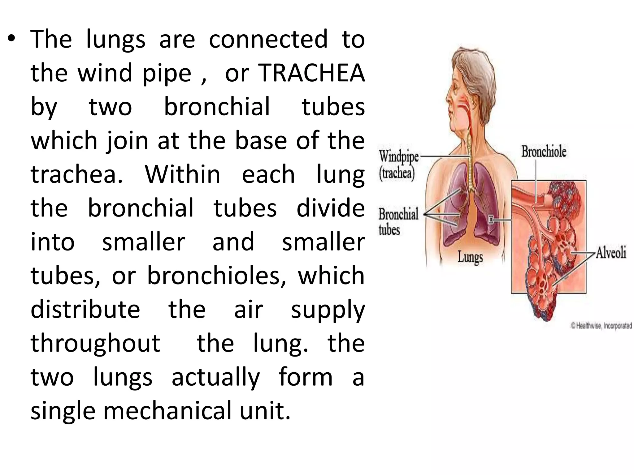 The Anatomy and Physiology of Speech Production(Phonetics) | PPTX