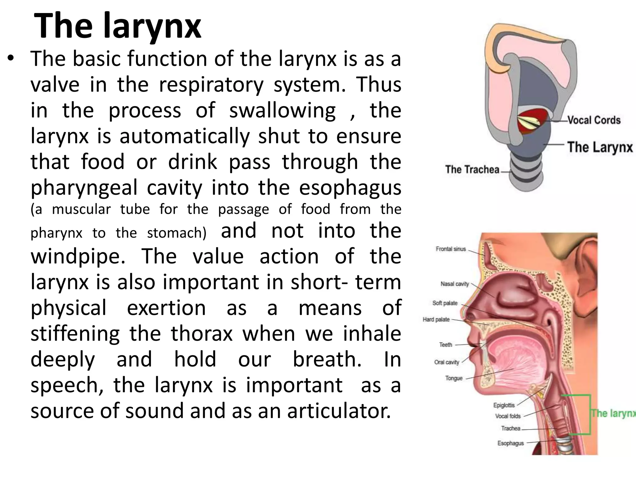 The Anatomy and Physiology of Speech Production(Phonetics) | PPTX