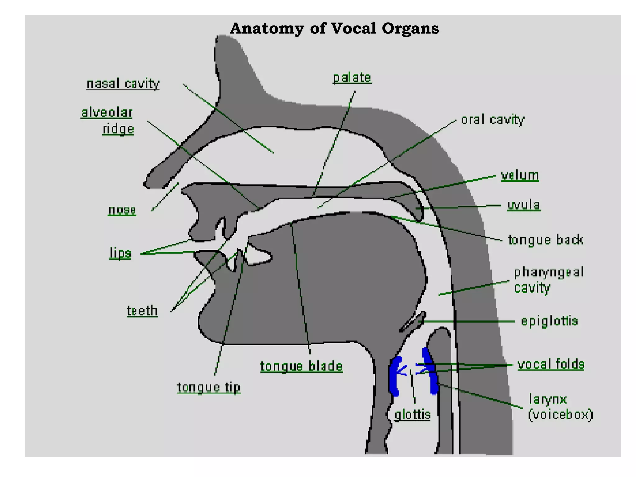 The Anatomy and Physiology of Speech Production(Phonetics) | PPTX