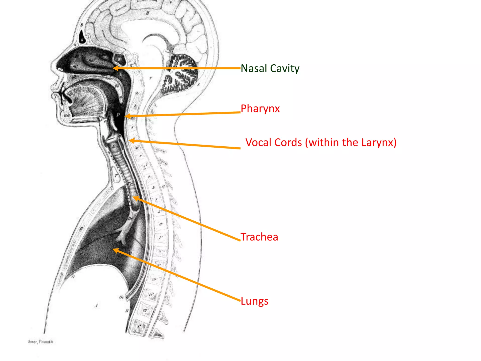 The Anatomy and Physiology of Speech Production(Phonetics) | PPTX