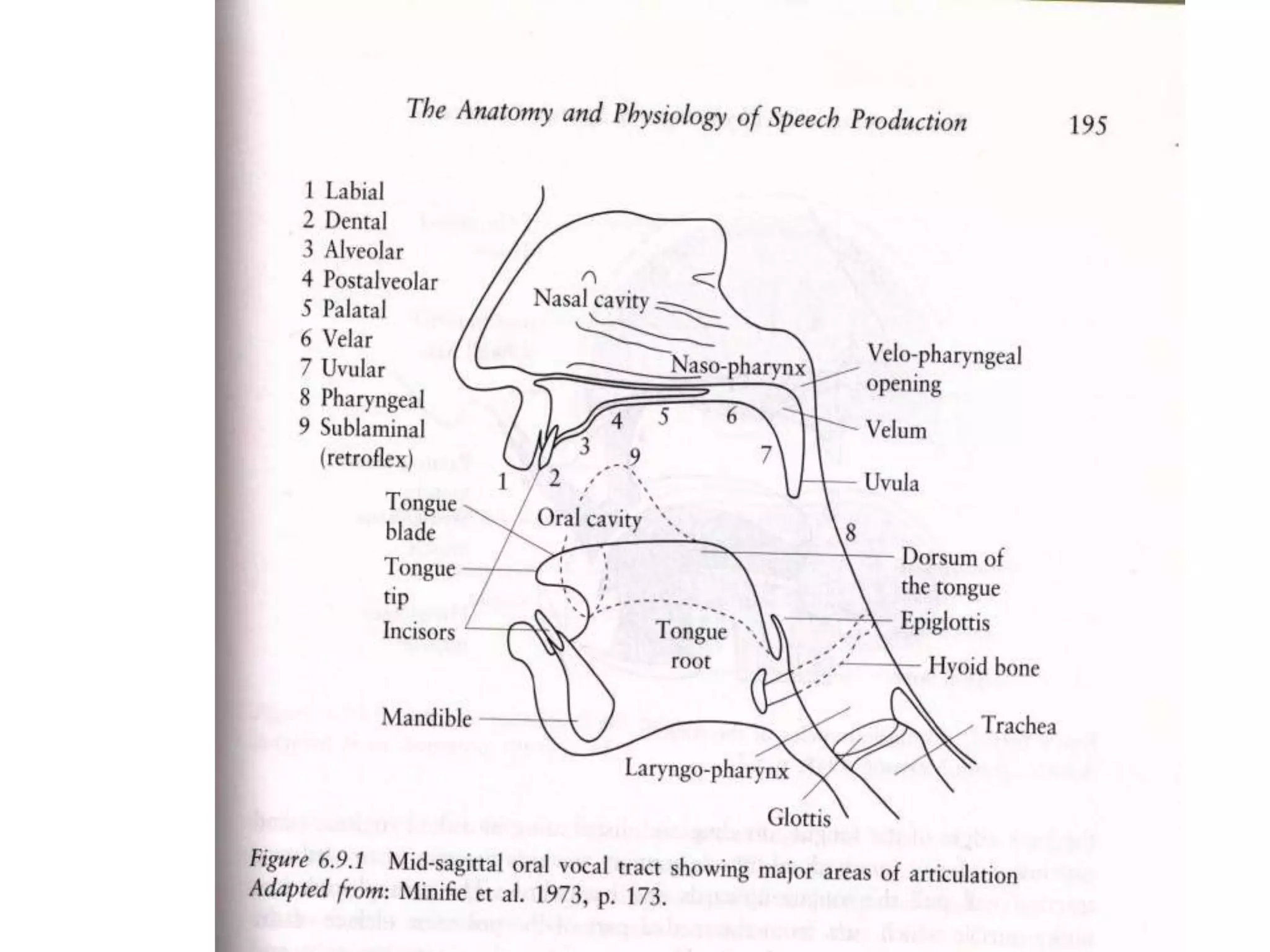 The Anatomy and Physiology of Speech Production(Phonetics) | PPTX