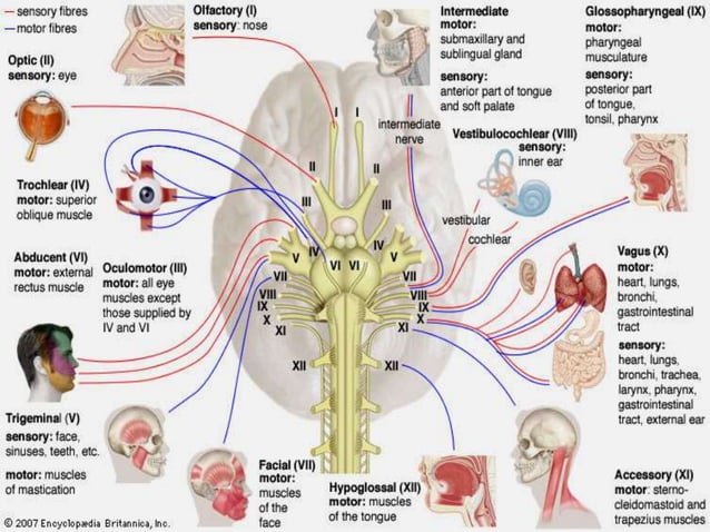 The Anatomy and Physiology of Speech Production(Phonetics) | PPTX
