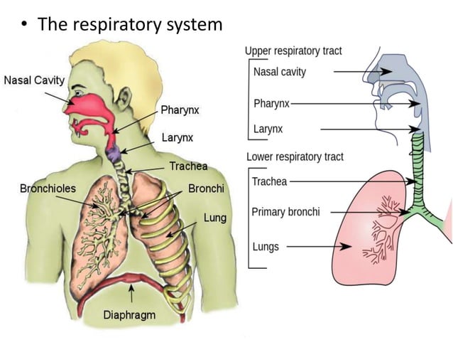 The Anatomy and Physiology of Speech Production(Phonetics) | PPTX